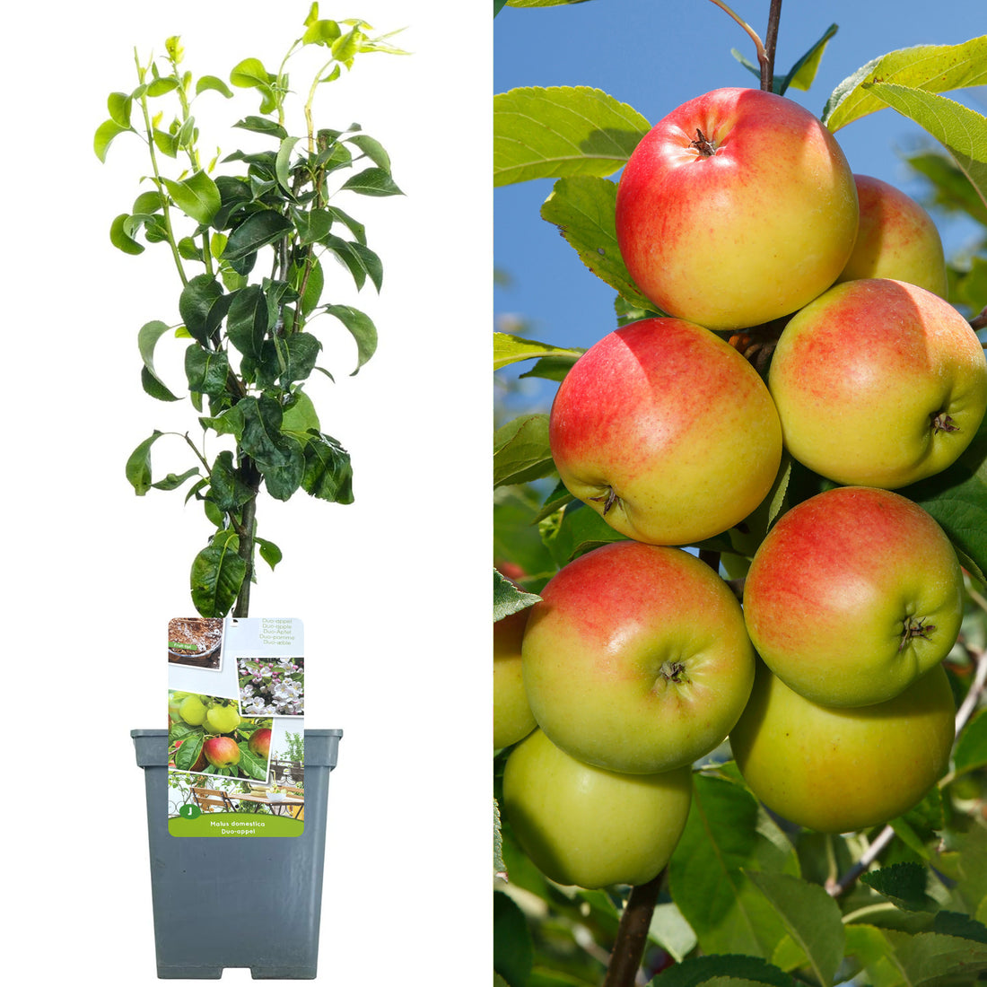 Apple Duo Patio Tree | Apple Tree – Gardeners Dream