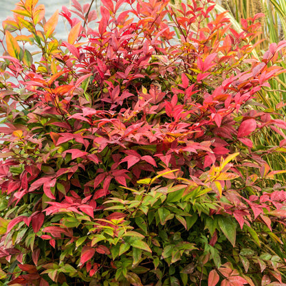 Nandina 'Gulf Stream' | Heavenly Bamboo – Gardeners Dream