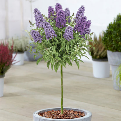 Buddleia 'Lila Sweetheat' Patio Tree | Butterfly Bush – Gardeners Dream