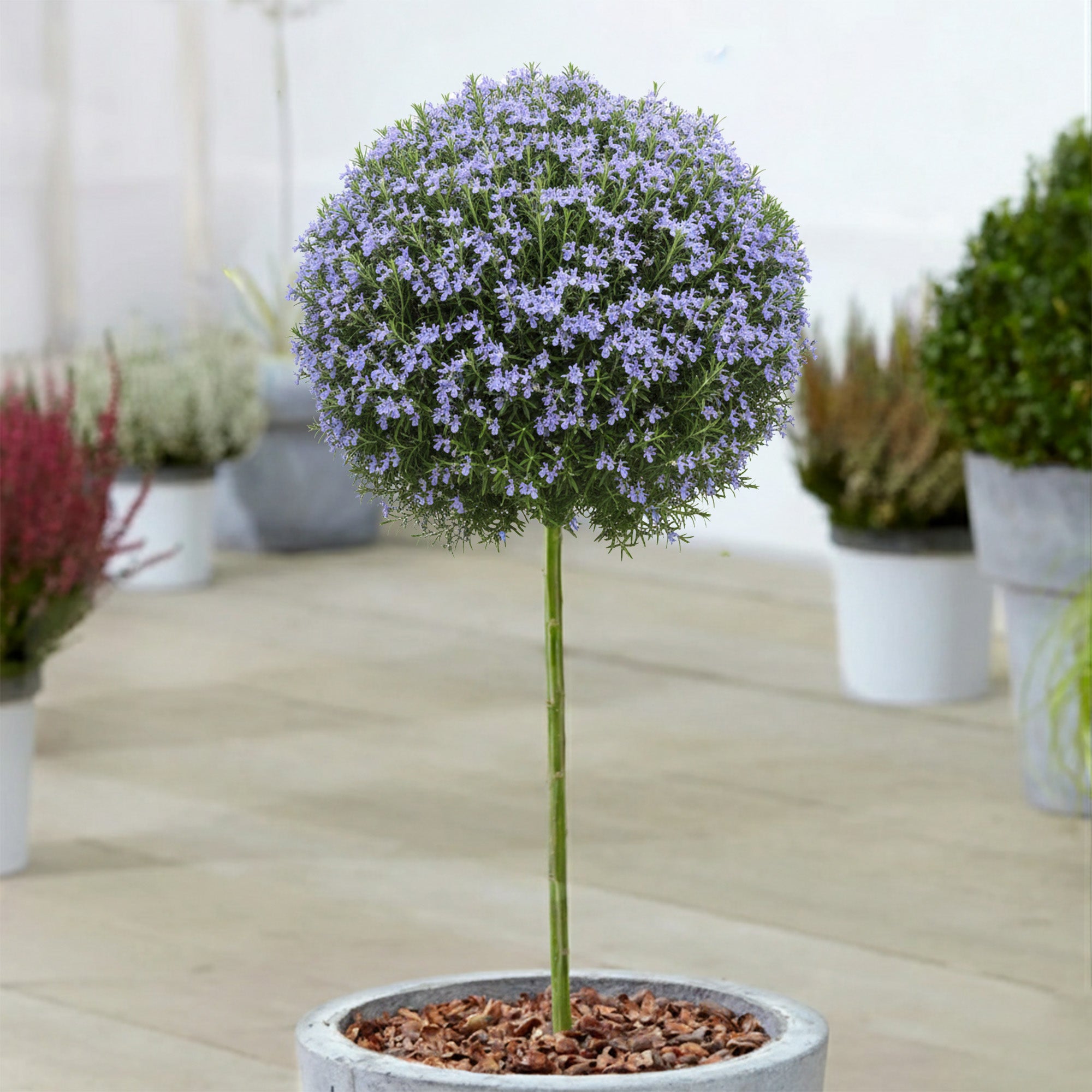 Blue Trees | Blue Flowering Trees | Gardeners Dream