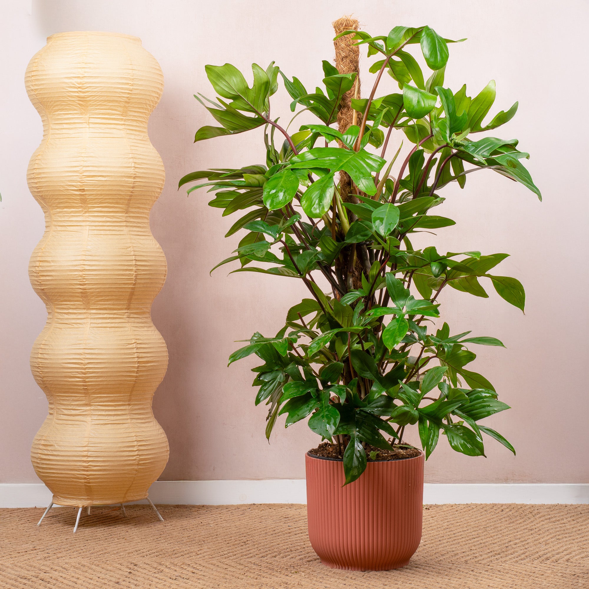 Philodendron pedatum | Oak Leaf Philodendron – Gardeners Dream