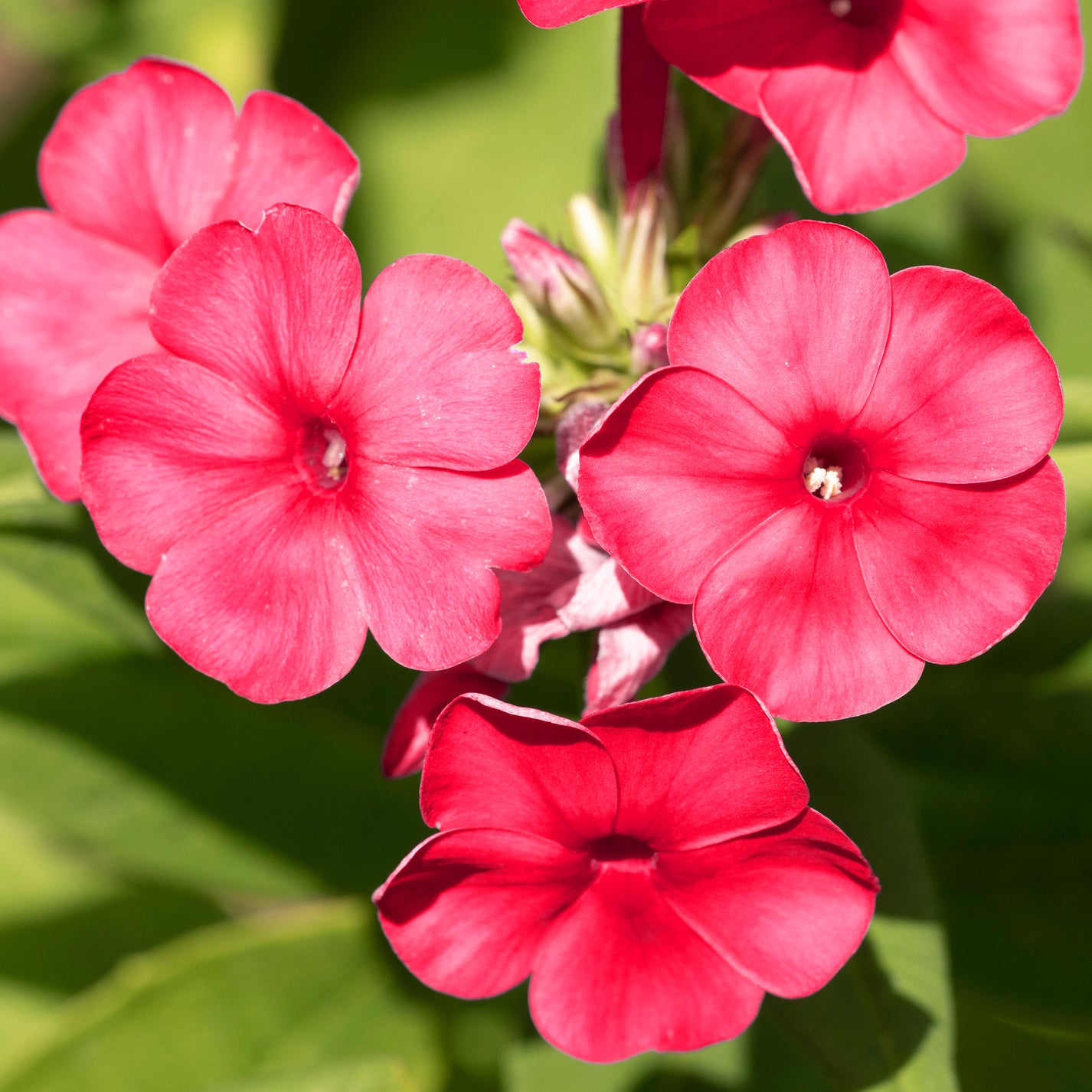 Phlox 'Famous Cerise' | Garden Phlox – Gardeners Dream