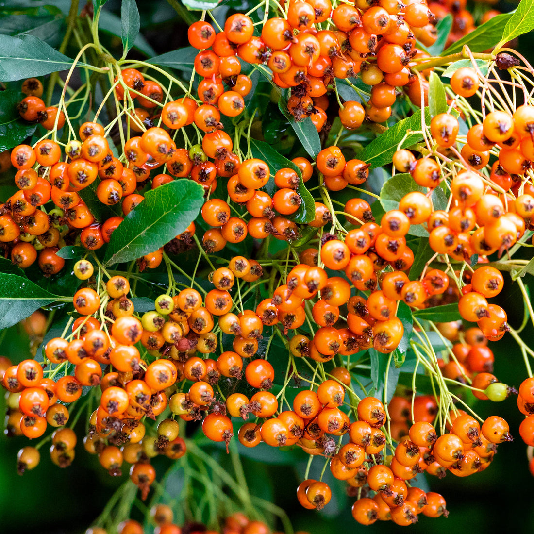 Pyracantha 'Saphyr Orange' | Firethorn Shrub Garden Plant – Gardeners Dream