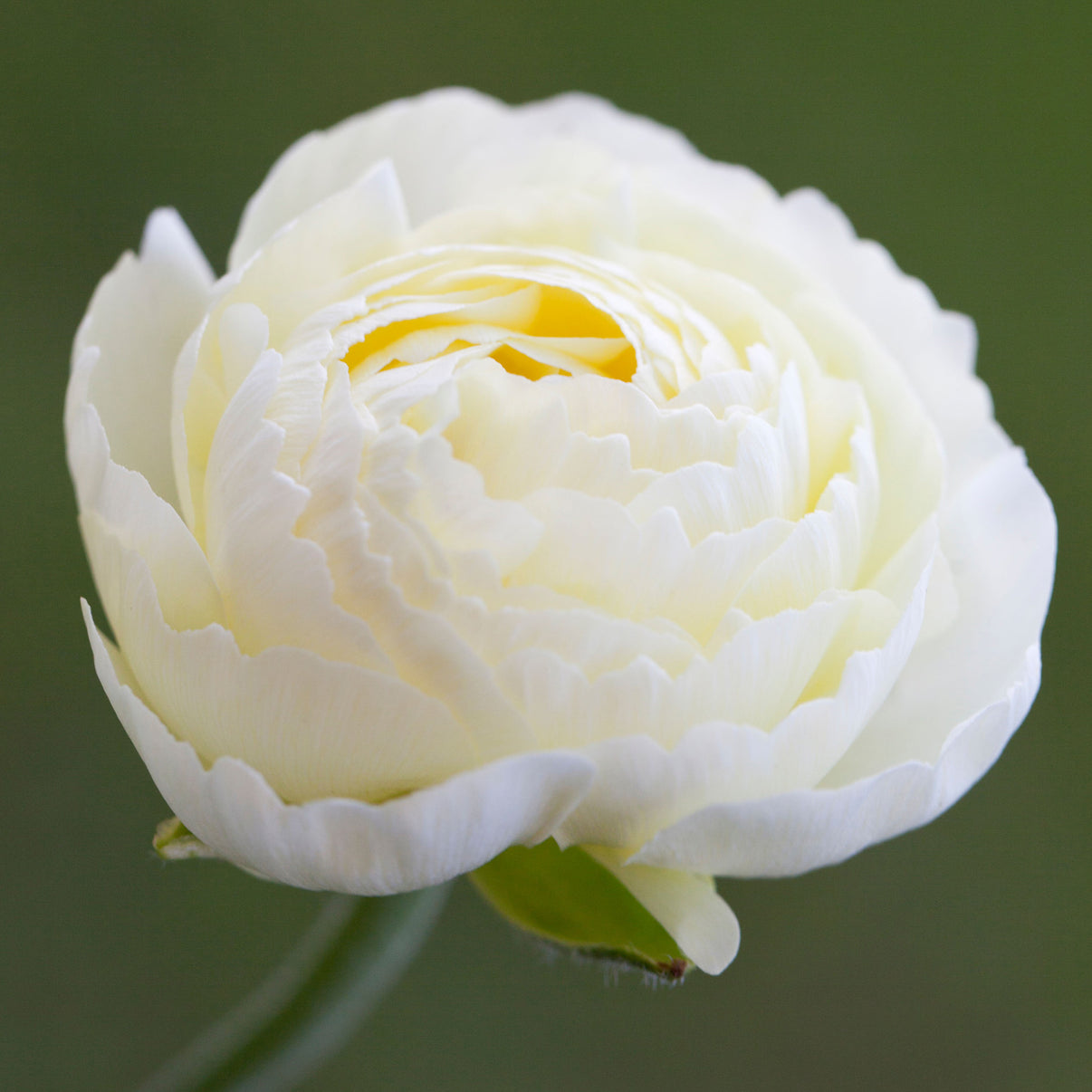 Ranunculus 'White' | Ranunculus Corms – Gardeners Dream
