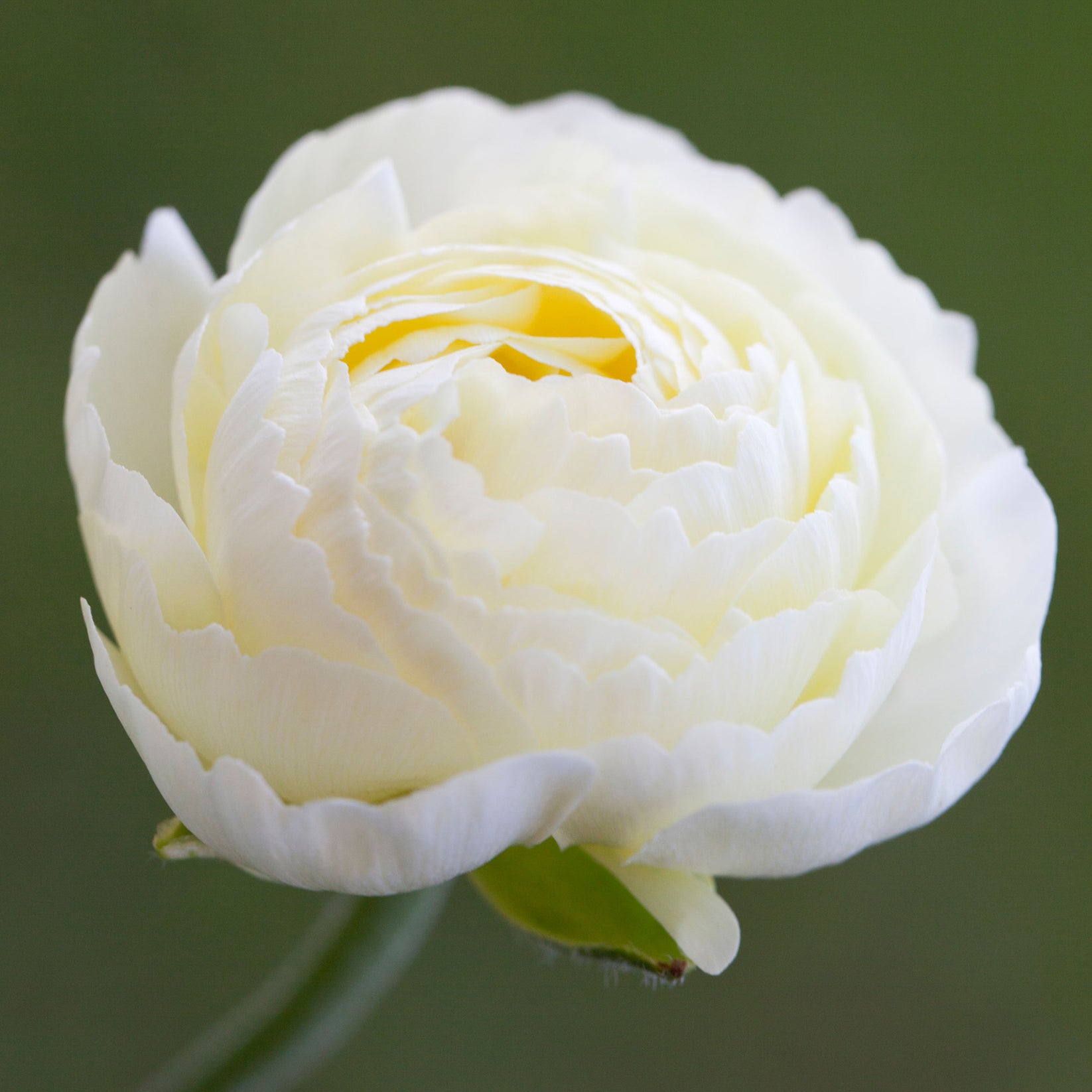 Ranunculus 'White' | Ranunculus Corms – Gardeners Dream