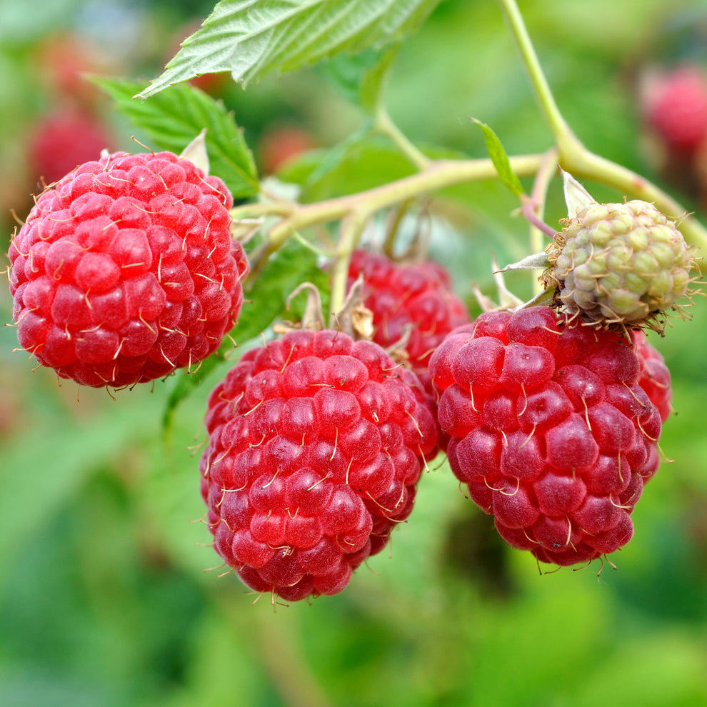 Raspberry 'Autumn Chef' | Raspberry – Gardeners Dream