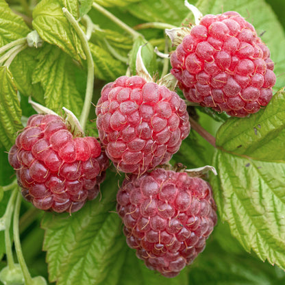 Raspberry 'Malling Promise' | Raspberry – Gardeners Dream