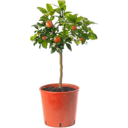 Red Lime Tree | Red Lime Tree – Gardeners Dream