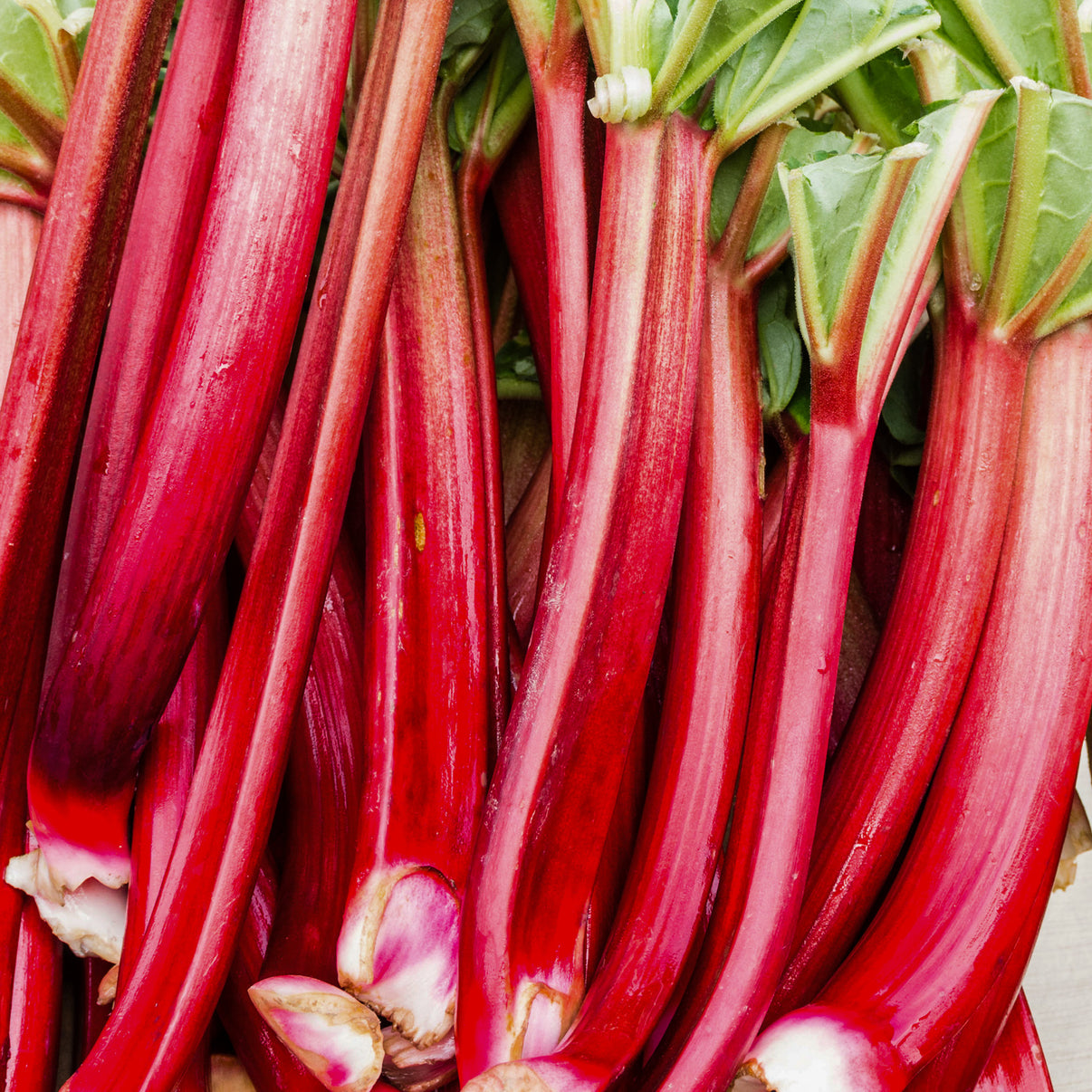 Rhubarb 'Raspberry Red' | Rhubarb – Gardeners Dream