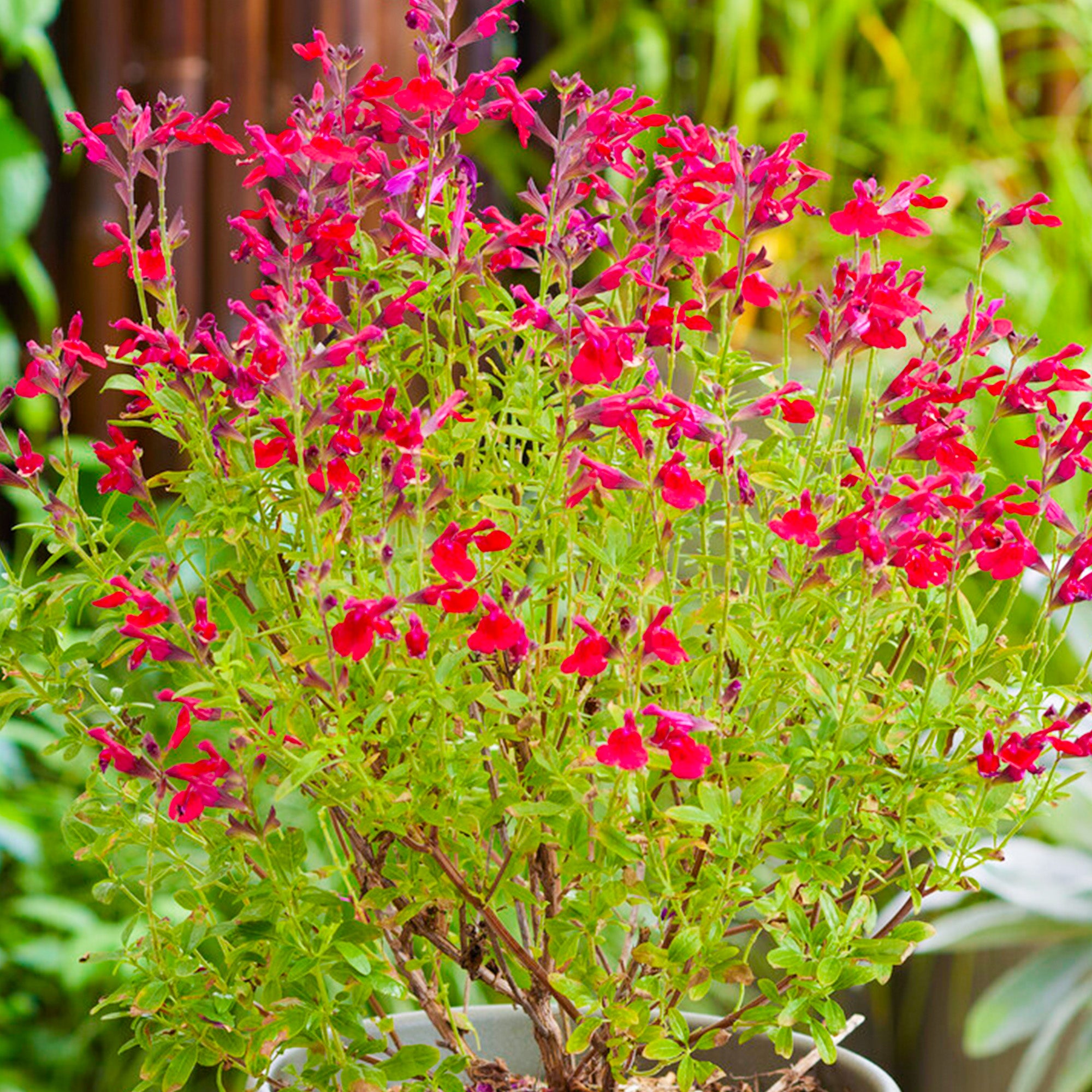 Salvia 'Magical Colorado' | Sage – Gardeners Dream