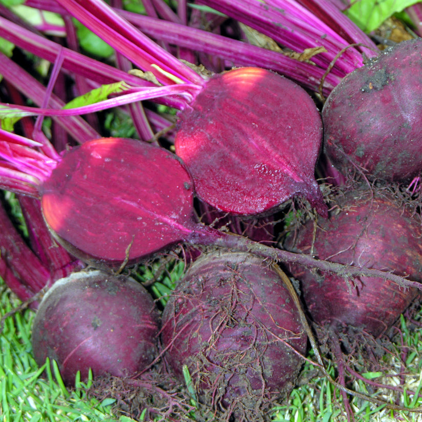 Beetroot Boltardy | Grow Your Own | Free UK Delivery – Gardeners Dream