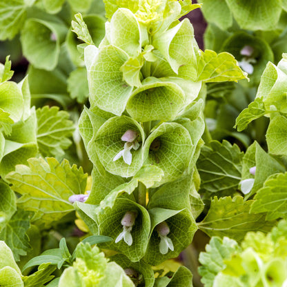 Bells of Ireland Seeds | Garden Flowers | Free UK Delivery – Gardeners ...
