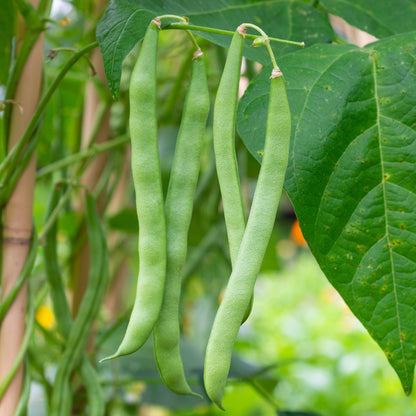 Blue Lake Climbing French Bean Seeds | Free UK Delivery – Gardeners Dream