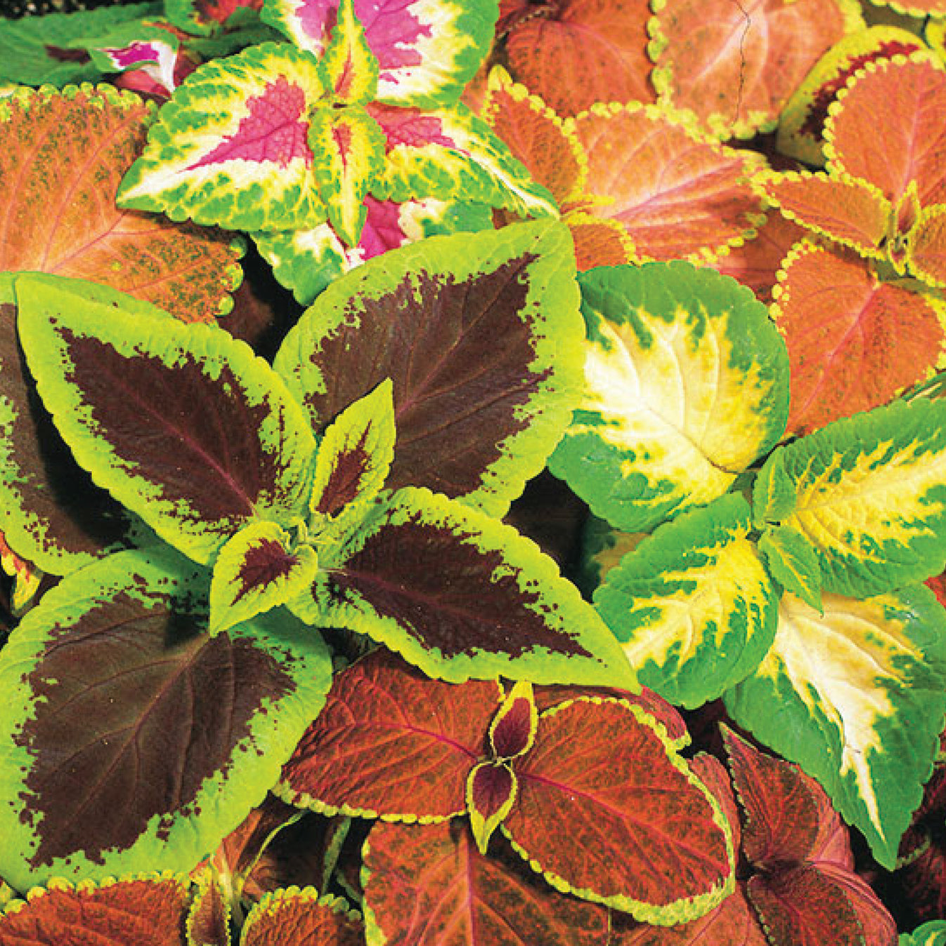 Coleus Top Crown Seeds | Outdoor Plants | Free UK Delivery – Gardeners ...