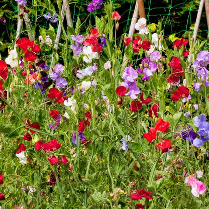 Sweet Pea Seeds | 4 Variety Collection Pack| Free UK Delivery ...