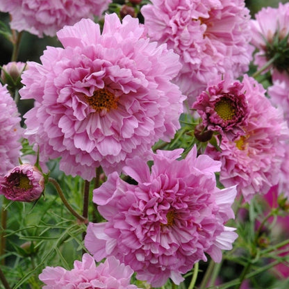 Cosmos Rose Double Click Bon Bon Seeds | Outdoor Plants – Gardeners Dream