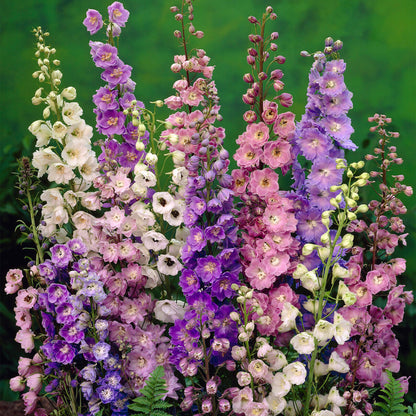 Delphinium Pacific Giants Mix Seeds | Summer Outdoor Plants – Gardeners ...