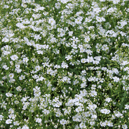 Gypsophila Covent Garden Flower Seeds | Outdoor Plants – Gardeners Dream
