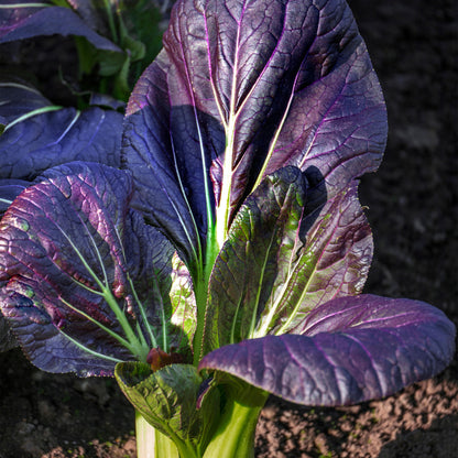 Pak Choi Red Choi F1 | Grow Your Own | Free UK Delivery – Gardeners Dream