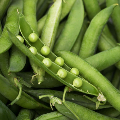Hurst Green Shaft Pea Seeds | Annuals | Free UK Delivery – Gardeners Dream
