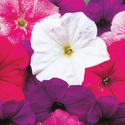 Petunia Merlin Mixed F1 | Grow Your Own | Free UK Delivery – Gardeners ...
