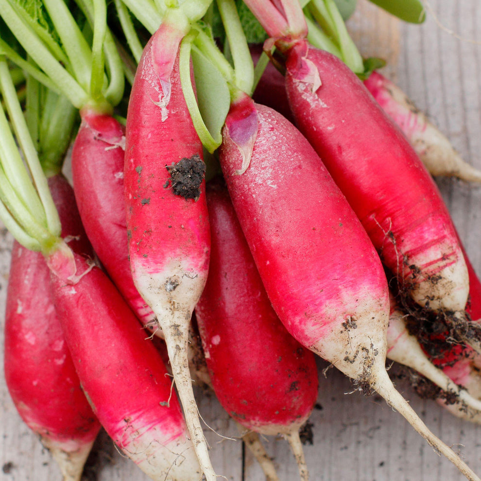 Radish French Breakfast 3 | Grow Your Own | Free UK Delivery ...