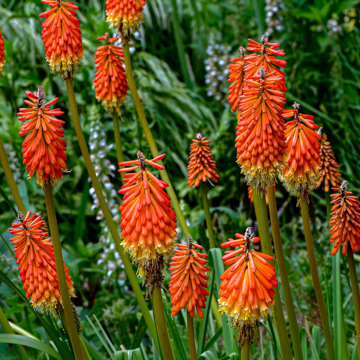 Kniphofia Red Hot Poker Flower Seeds | Outdoor Plants – Gardeners Dream