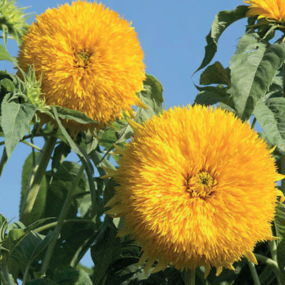 Sunflower Double Sun King | Grow Your Own | Free UK Delivery ...
