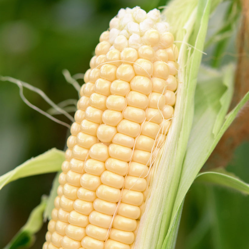 Sweet Corn Goldcrest F1 | Grow Your Own | Free UK Delivery – Gardeners ...