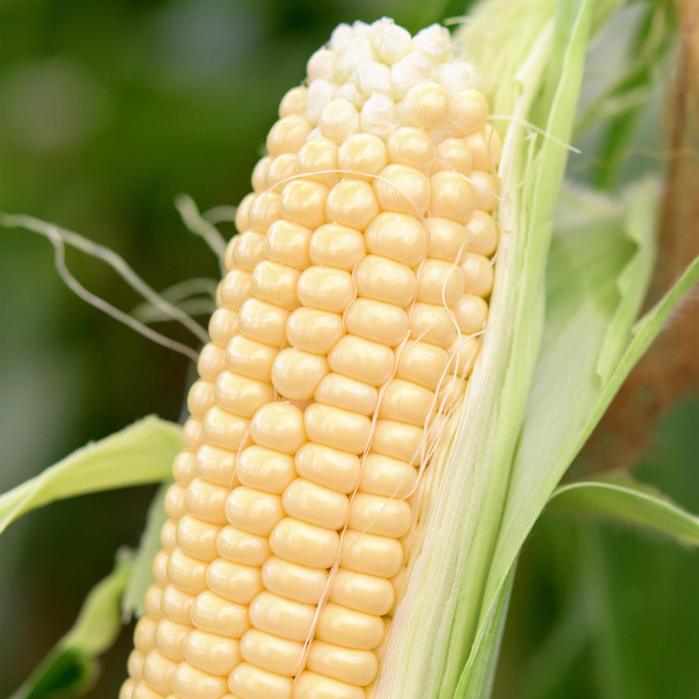 Sweet Corn Goldcrest F1 | Grow Your Own | Free UK Delivery – Gardeners ...