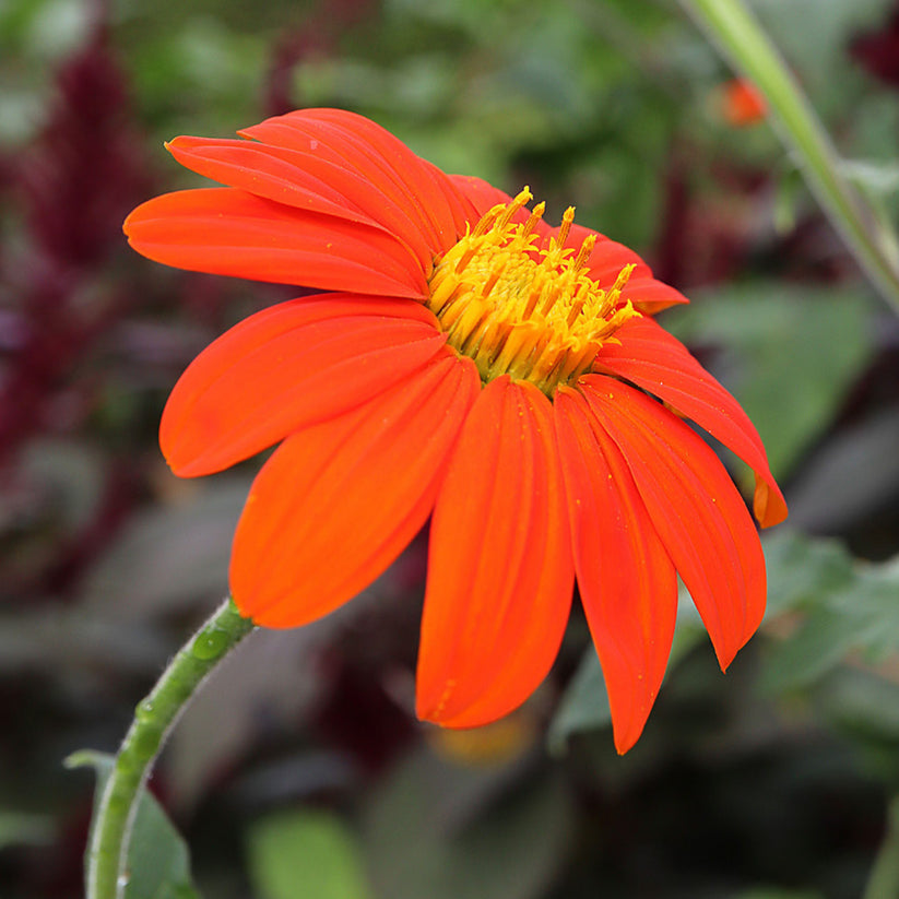 Tithonia Torch | Grow Your Own | Free UK Delivery – Gardeners Dream