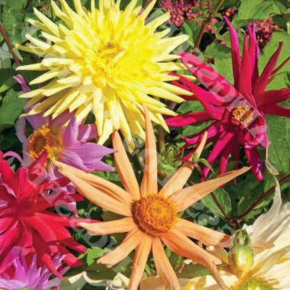 Dahlia Cactus Hybrids Mixed Seeds | Summer Outdoor Plants – Gardeners Dream