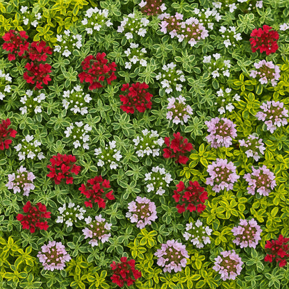 Thyme Alpine Mix | Mixed Varieties – Gardeners Dream