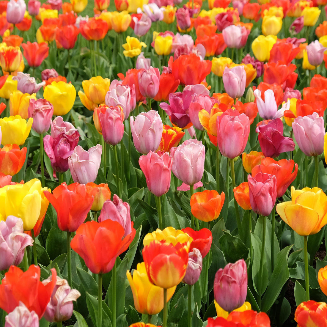 Tulip Garden Mix - Darwin Hybrid | Tulip Garden Mix – Gardeners Dream