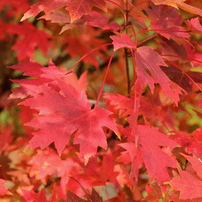 Acer 'Summer Red' | Red Maple Tree – Gardeners Dream