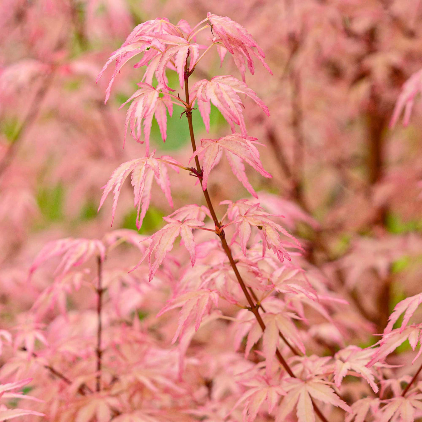 Acer 'Taylor' | Japanese Maple Tree – Gardeners Dream