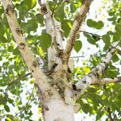Betula utilis jacquemontii | Himalayan Birch Tree – Gardeners Dream