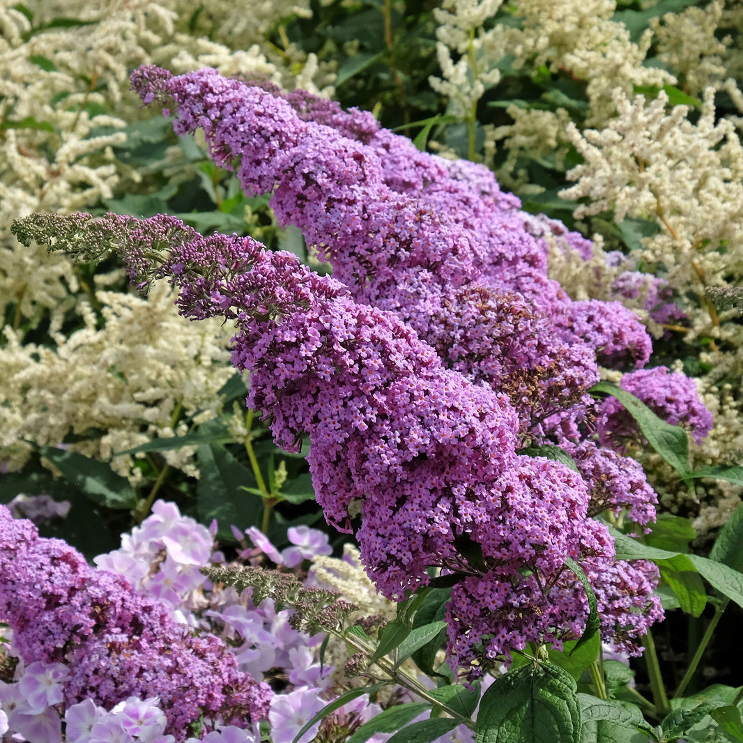 Buddleia | Butterfly Bushes UK | Gardeners Dream