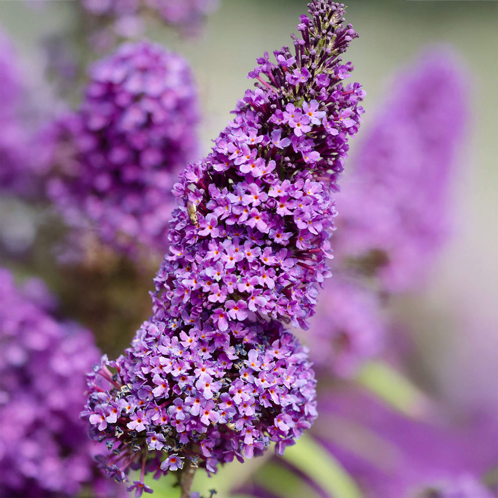 Buddleia 'Purple Emperor' | Butterfly Bush – Gardeners Dream