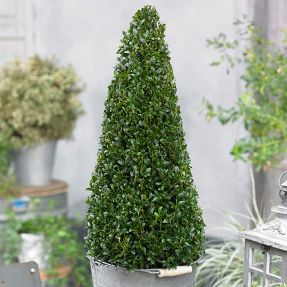 Buxus Topiary Pyramid | Boxwood Tree – Gardeners Dream