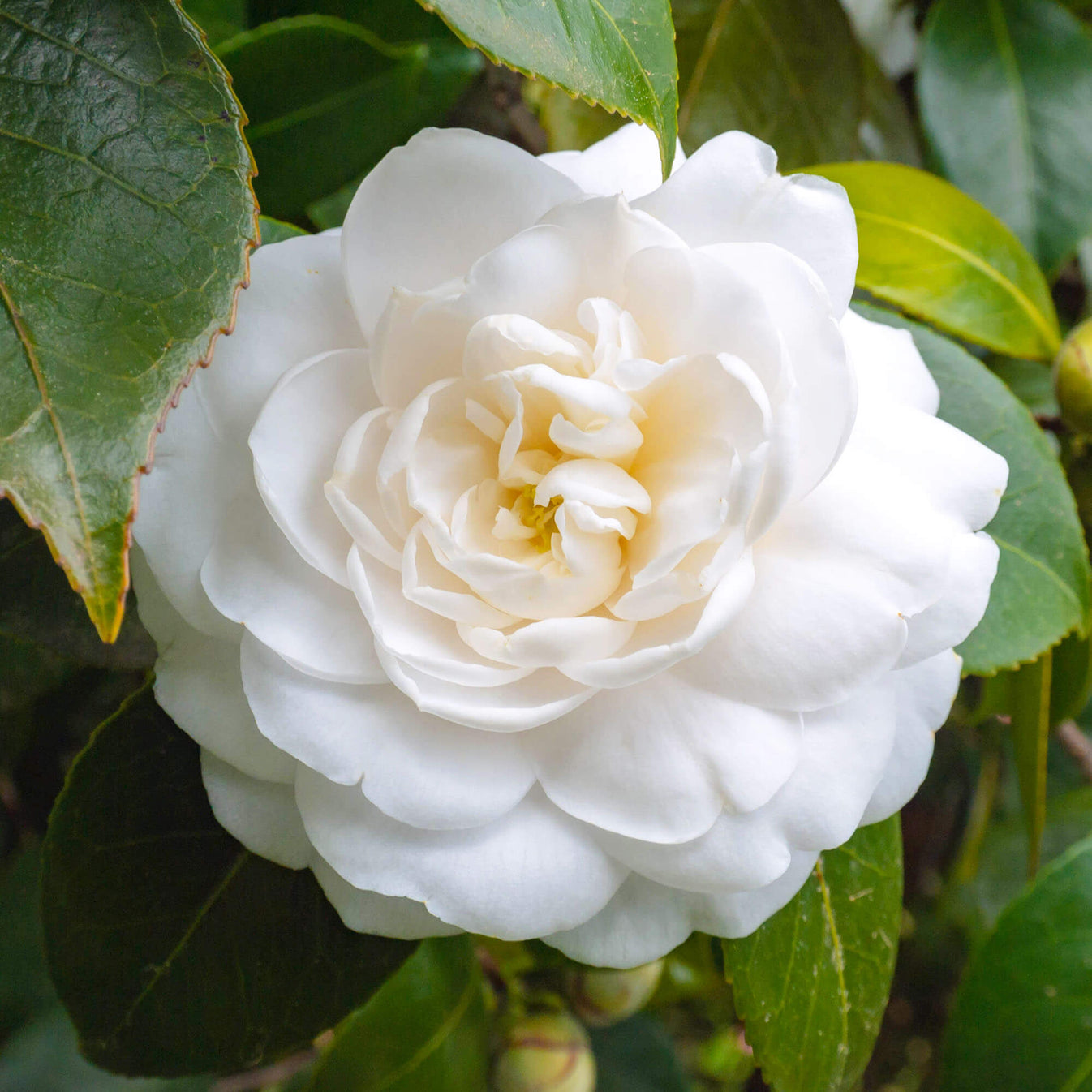 Camellia White | Camellia – Gardeners Dream