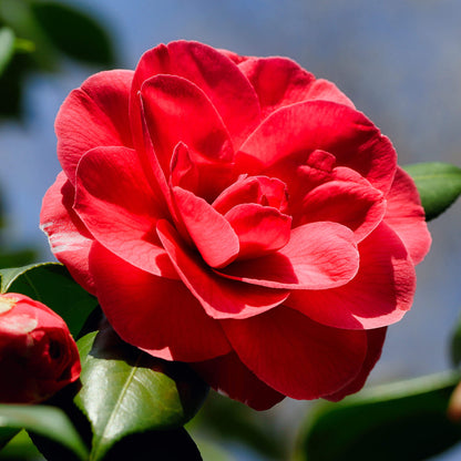 Camellia Red | Camellia – Gardeners Dream