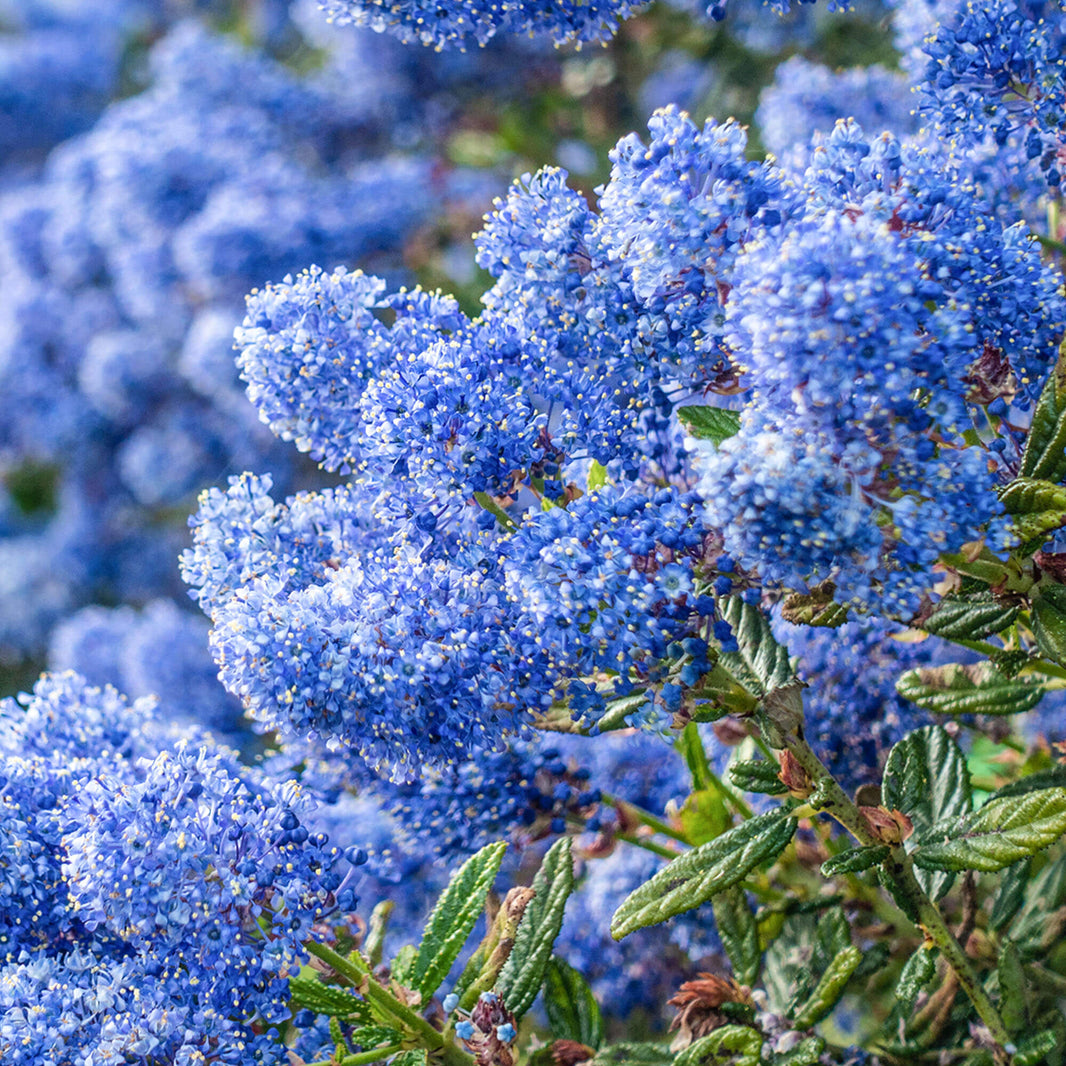Garden Shrubs | Evergreen & Flowering Shrubs | Gardeners Dream