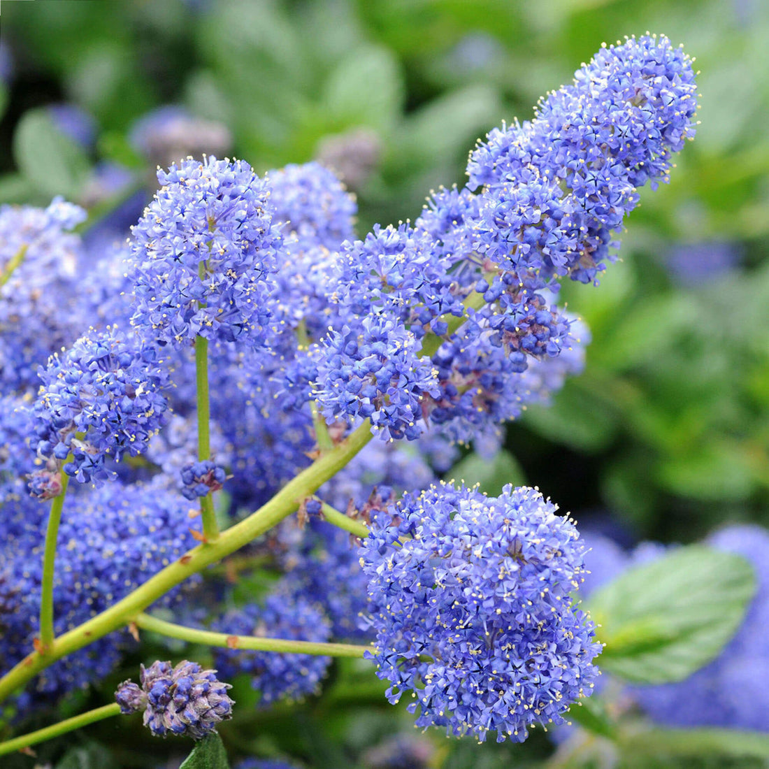 Californian Lilac Yankee Point