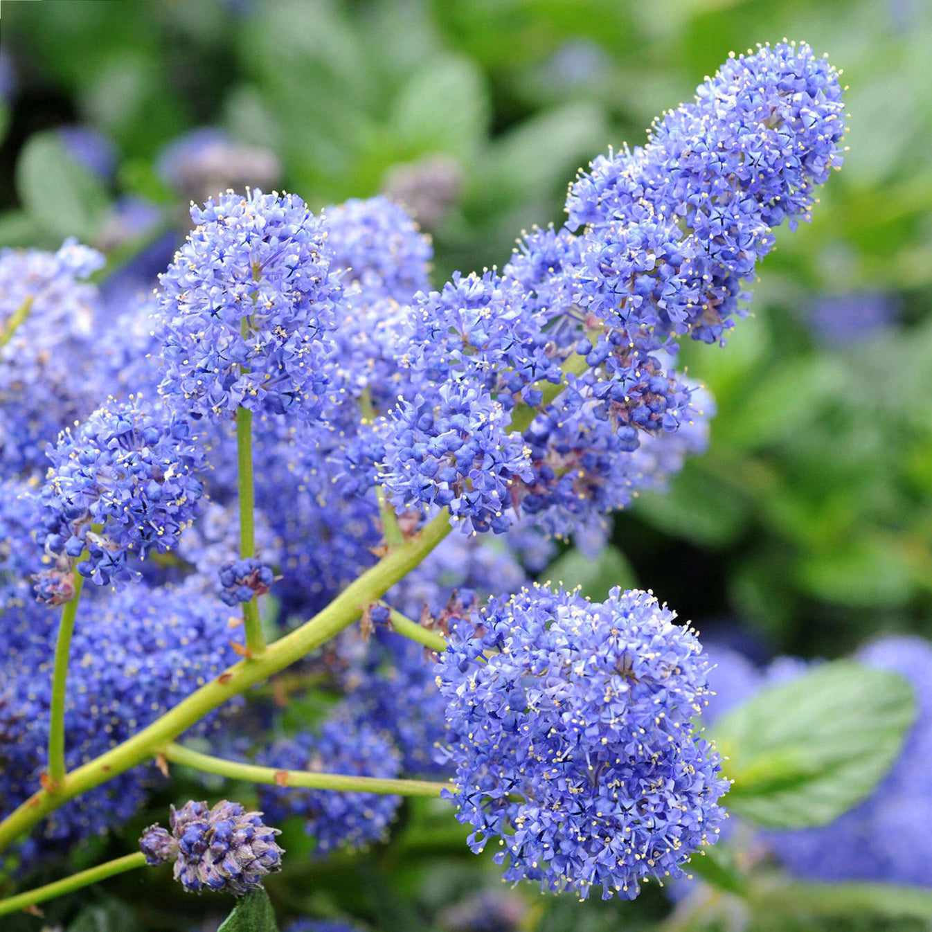Ceanothus 'Yankee Point' | California Lilac – Gardeners Dream