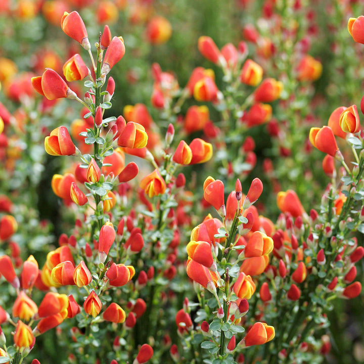 Hebe 'Red Edge' | Shrubby Veronica – Gardeners Dream