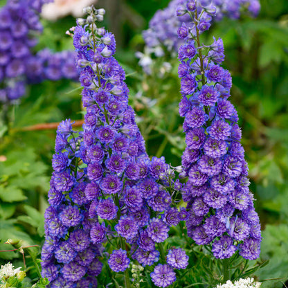 Delphinium 'Highlander Bolero' | Larkspur – Gardeners Dream