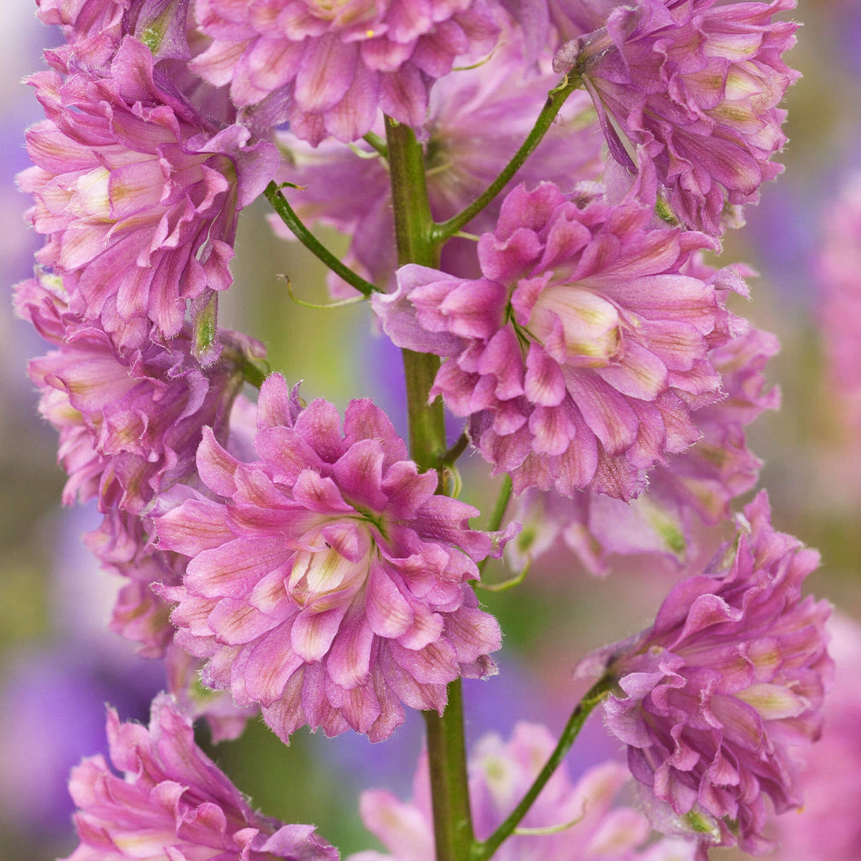 Delphinium 'Highlander Flamenco' | Larkspur – Gardeners Dream