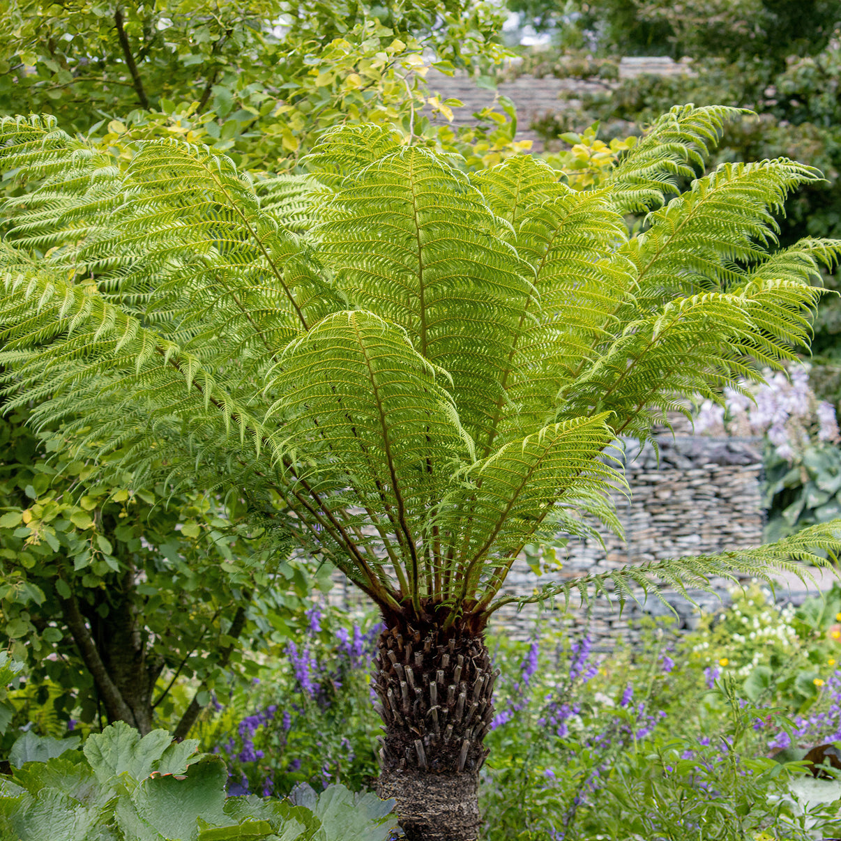 Dicksonia antarctica | Soft Tree Fern Tree – Gardeners Dream