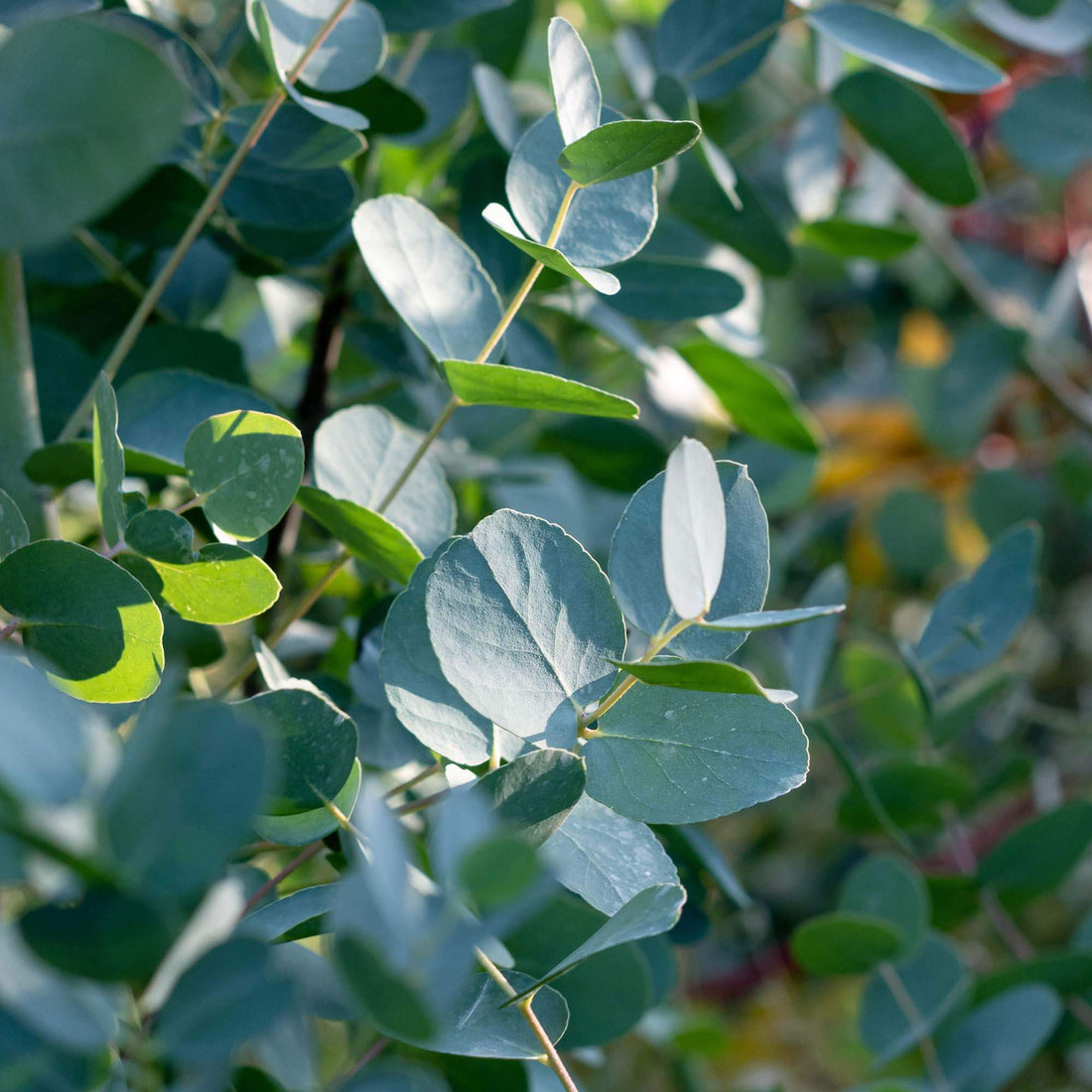 Eucalyptus gunnii | Cider Gum Tree – Gardeners Dream